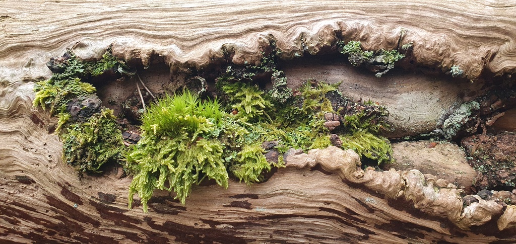 Biolog/Naturforvalter • Asplan Viak